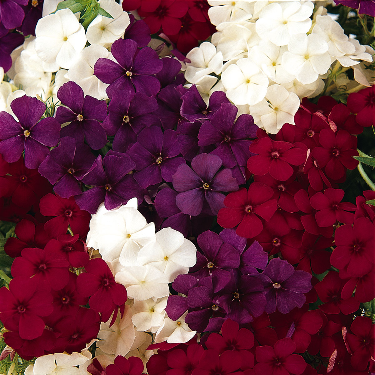 Annual Phlox Drummondii 21st Century Patriot Mix Flower Seeds