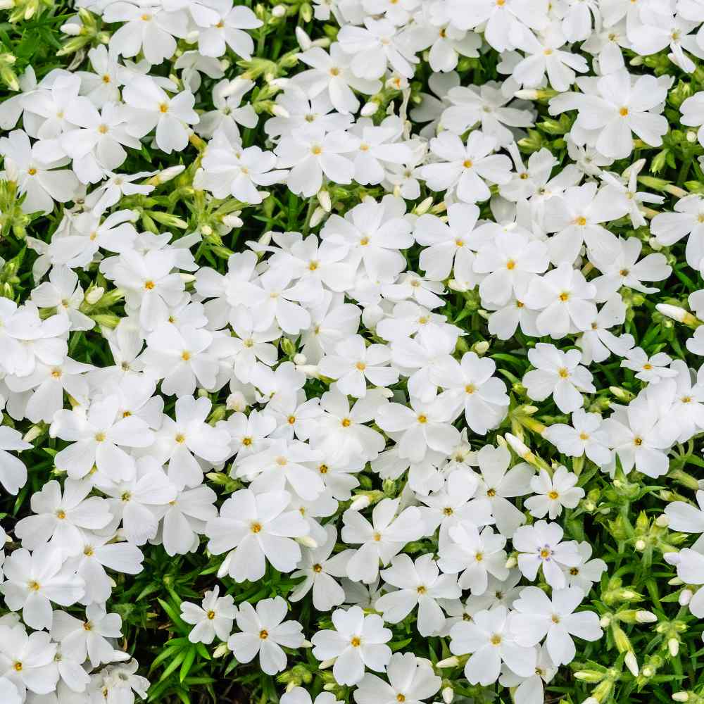 Phlox Seed - Drummond White Phlox Flower Seeds