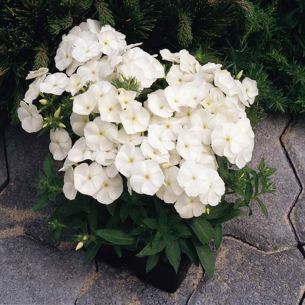 Phlox Seed - Drummond White Phlox Flower Seeds