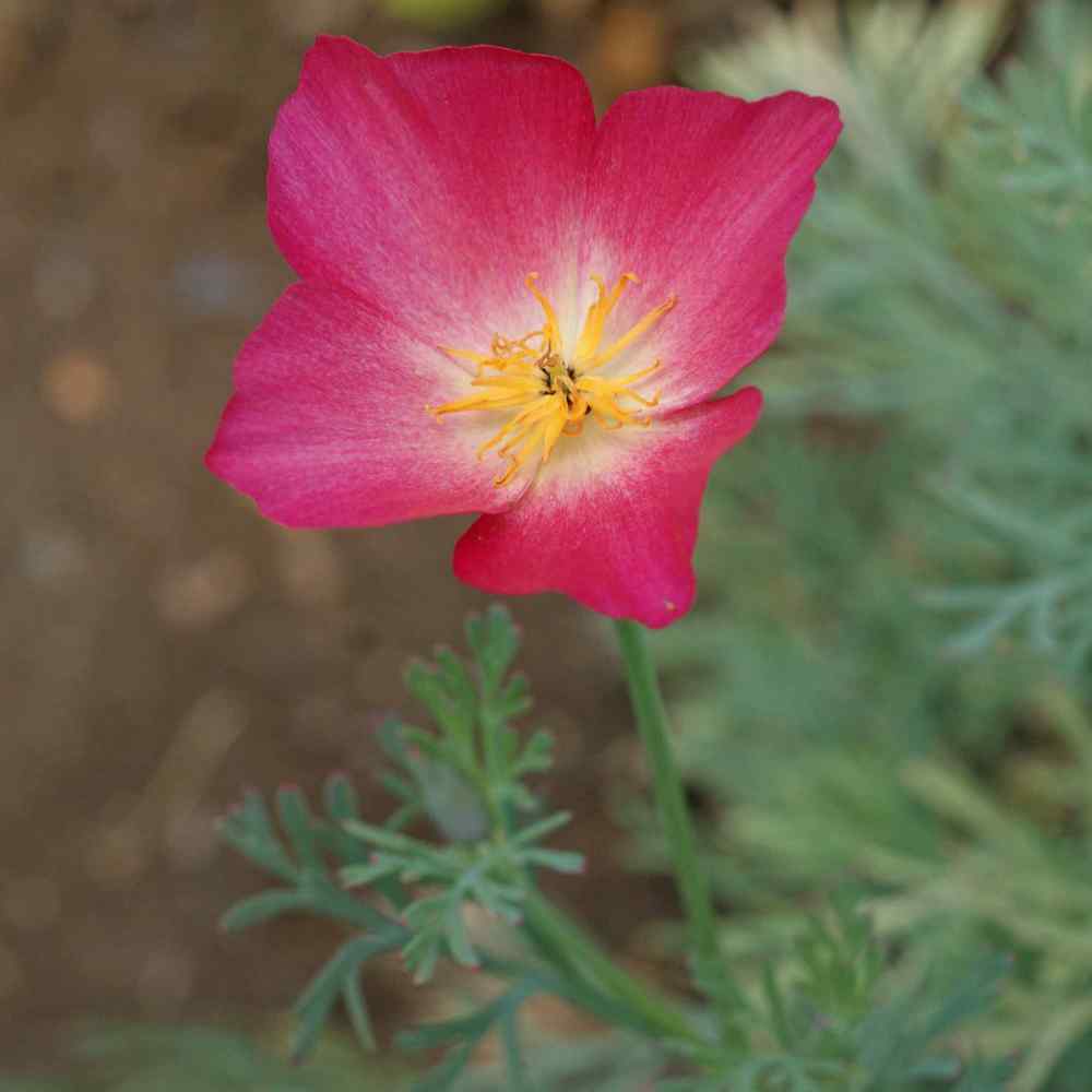 Drought Tolerant Carmine King California Poppy Garden Flower Plant Seed