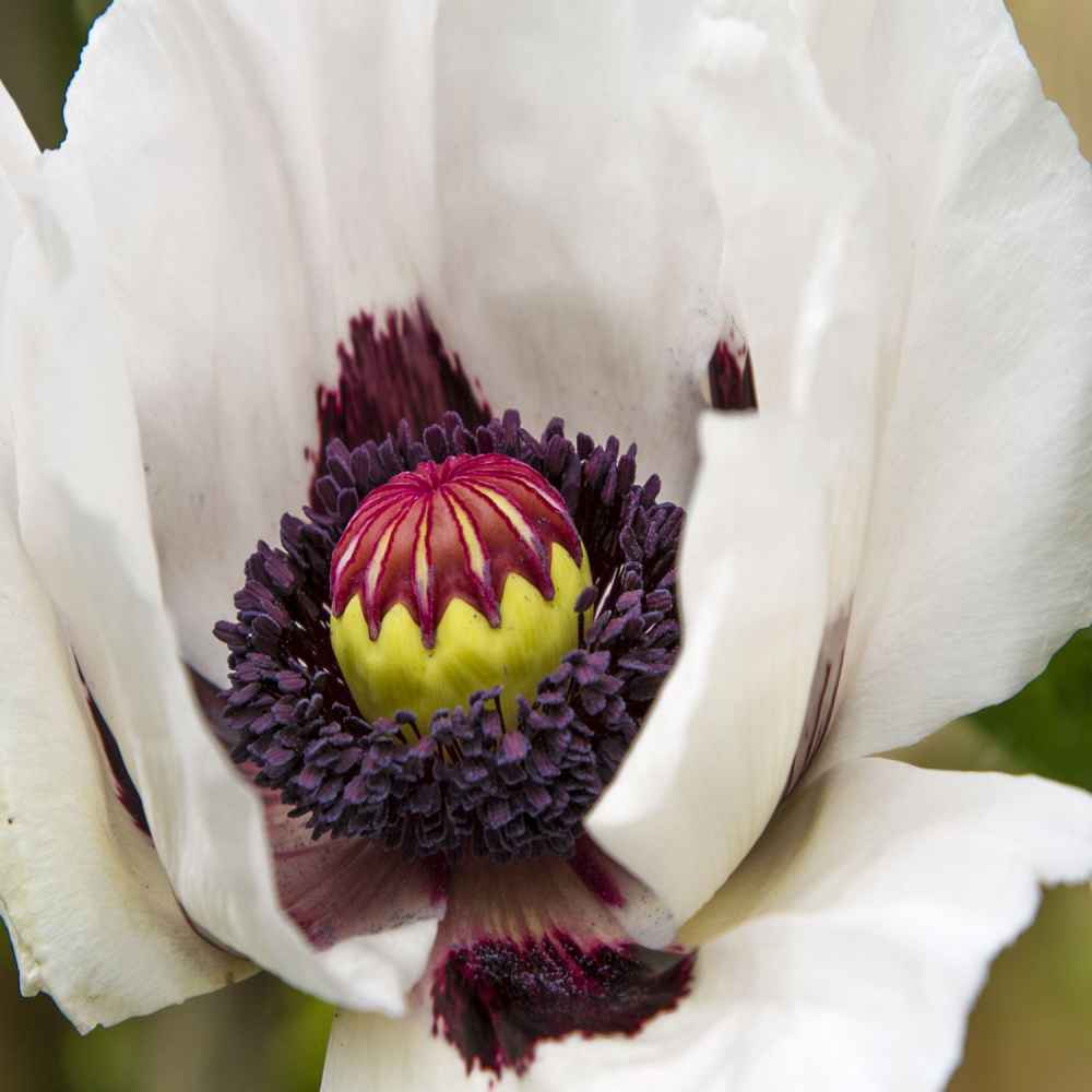 Papaver Orientale Checkers Poppy Seeds - Flower Seeds