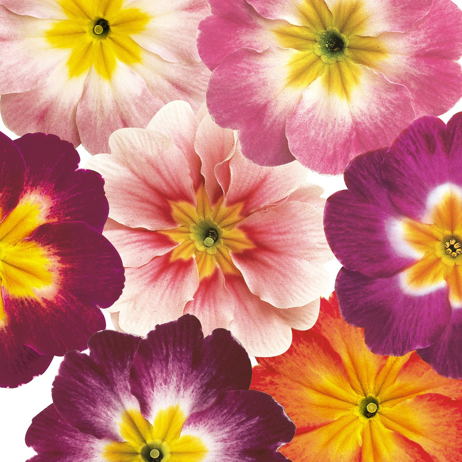 Annual Common Primrose Bicolor Mix Garden Flower Seeds