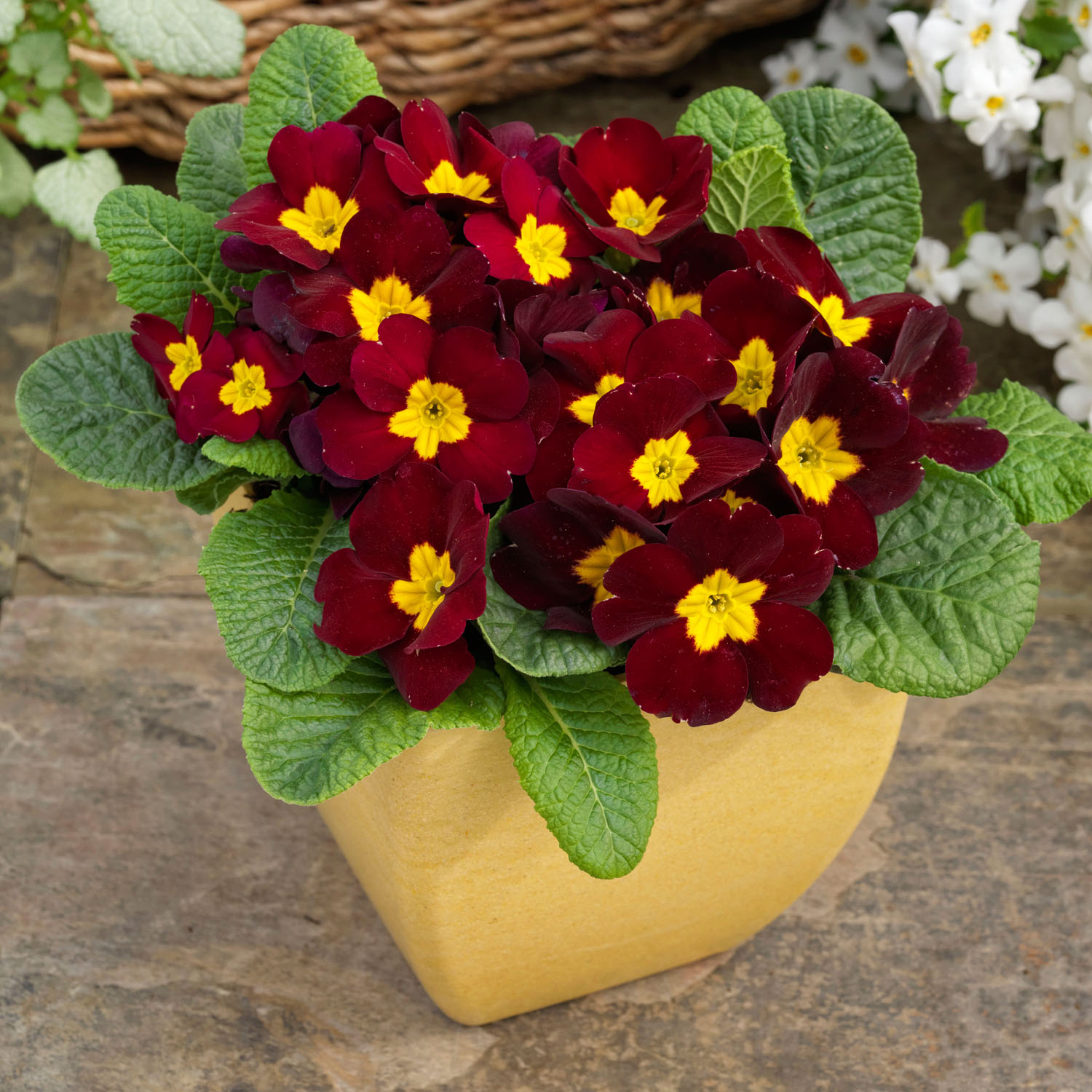 Primula Acaulis Danessa Burgundy - Common Primrose Flower Seeds