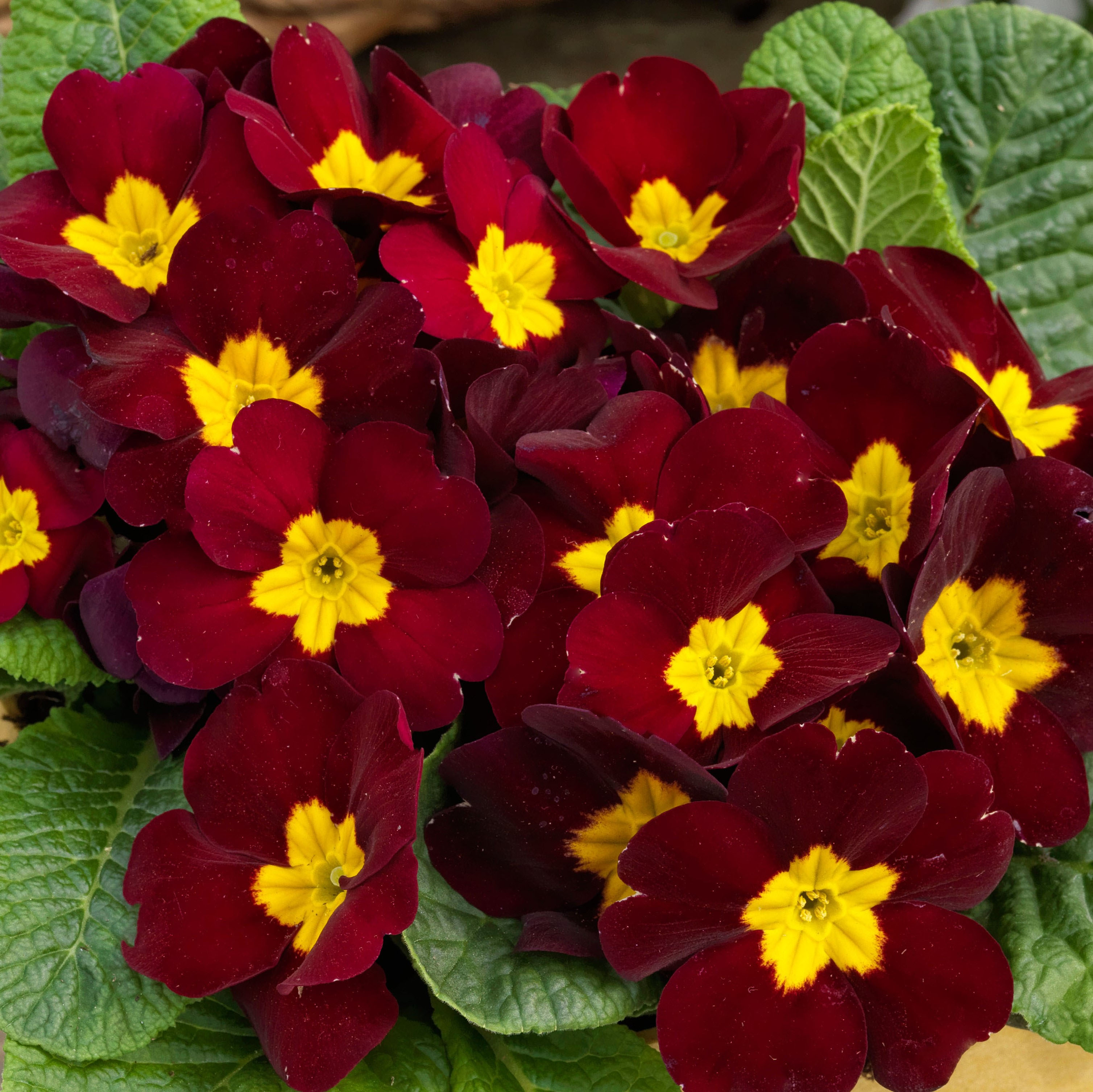 Primula Acaulis Danessa Burgundy - Common Primrose Flower Seeds