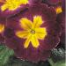 Common Primrose Acaulis Danova Burgundy Bicolor Garden Flower Seeds