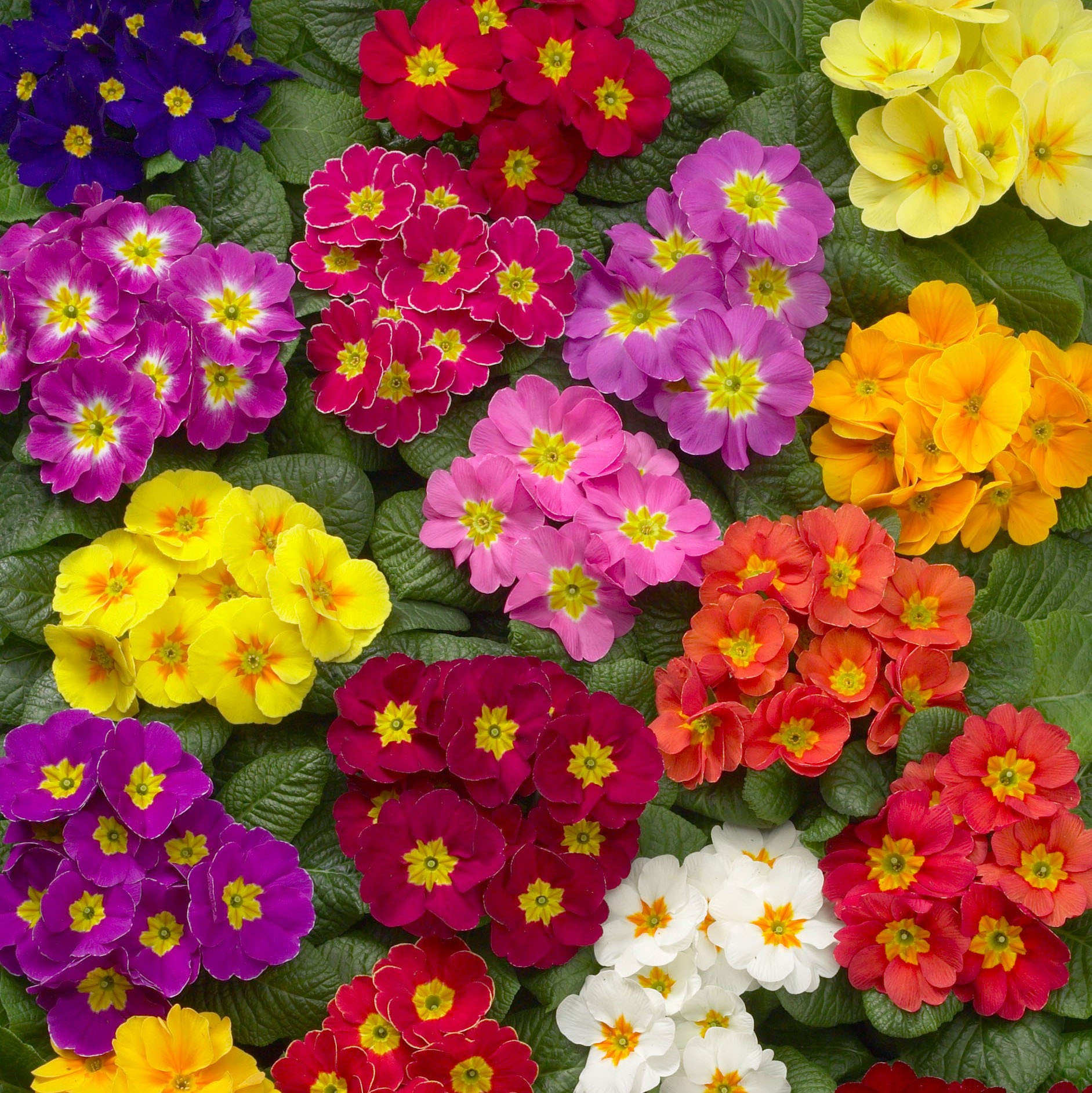Common Primrose Primula Acaulis Danova Grower Select Flower Seed Mix