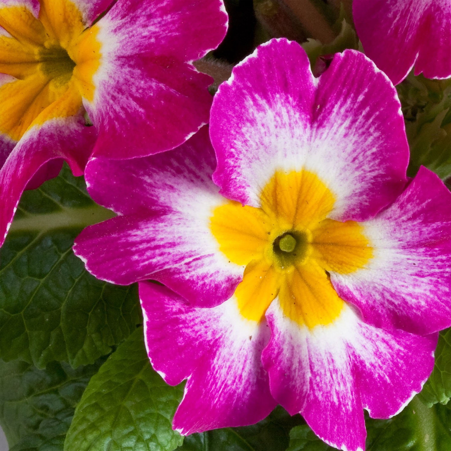 Annual Primula, Common Primrose Wine Bicolor Flower Seeds