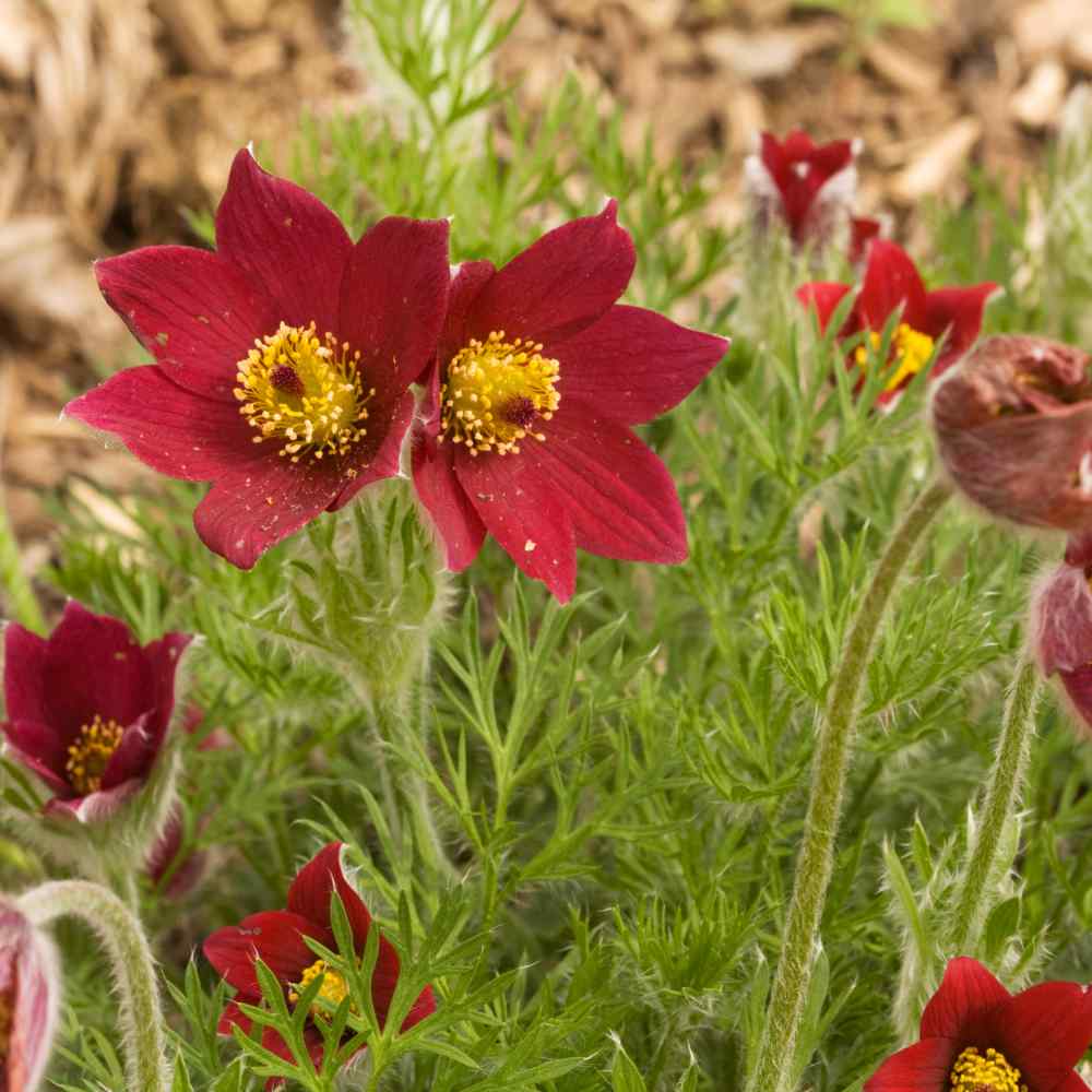 Pasque Flower Seed - Anemone Pulsatilla Flower Seeds