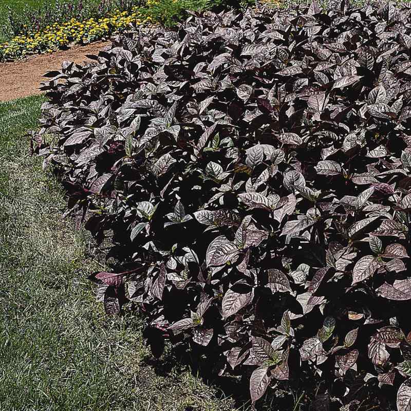 Alternanthera Dentata Purple Knight