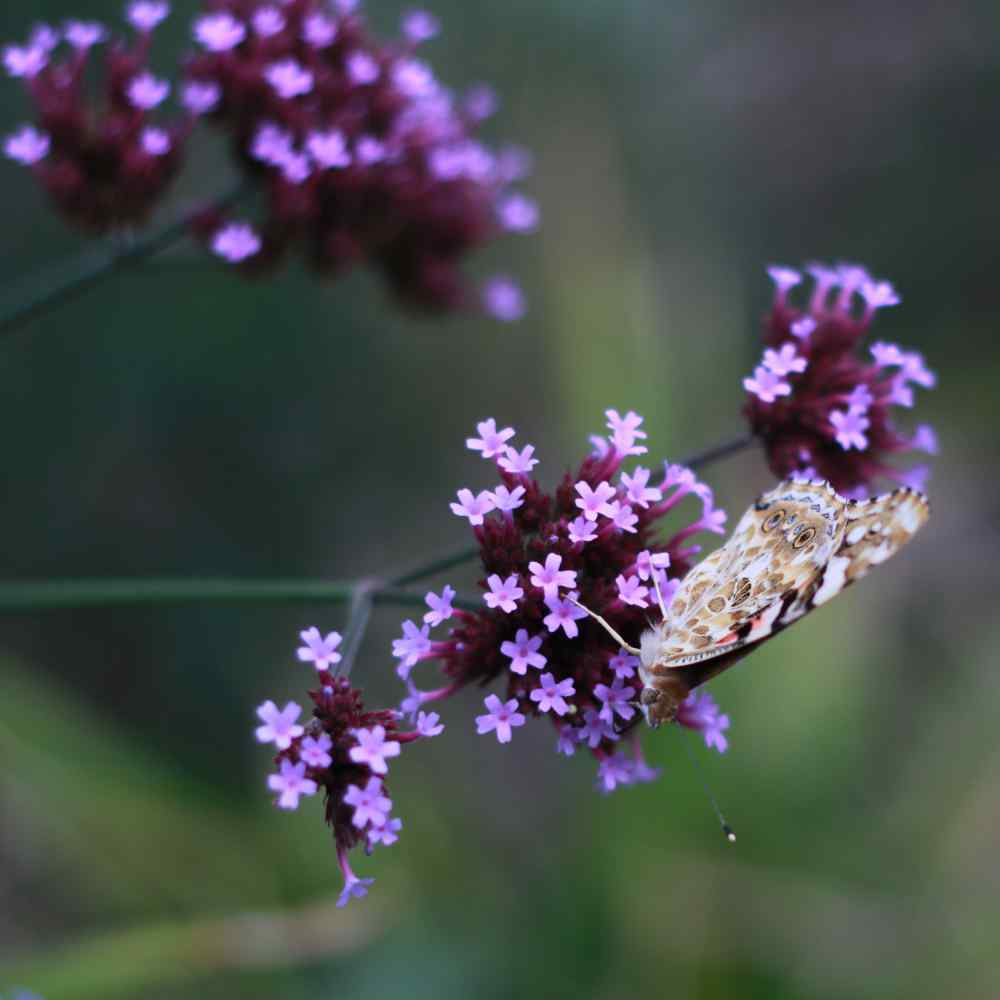 Purple Verbena Seeds For Planting - Purpletop Vervain Garden Flower Seed