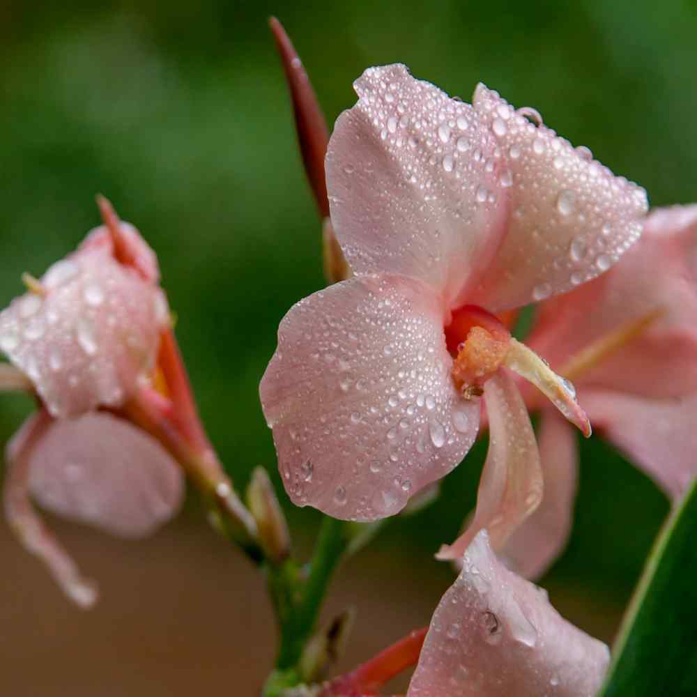 Rose Canna Flower Seeds - Quality Canna Seeds