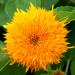 Safflower Seed - Carthamus Yellow Flower Seeds