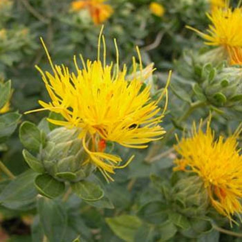 Safflower Seed - Carthamus Yellow Flower Seeds