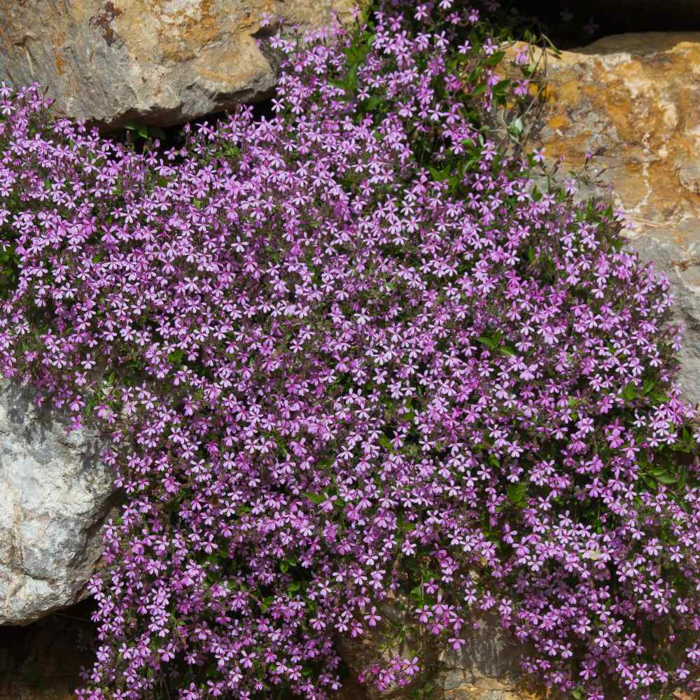 Saponaria Seeds - Rock Soapwort Flower Seed