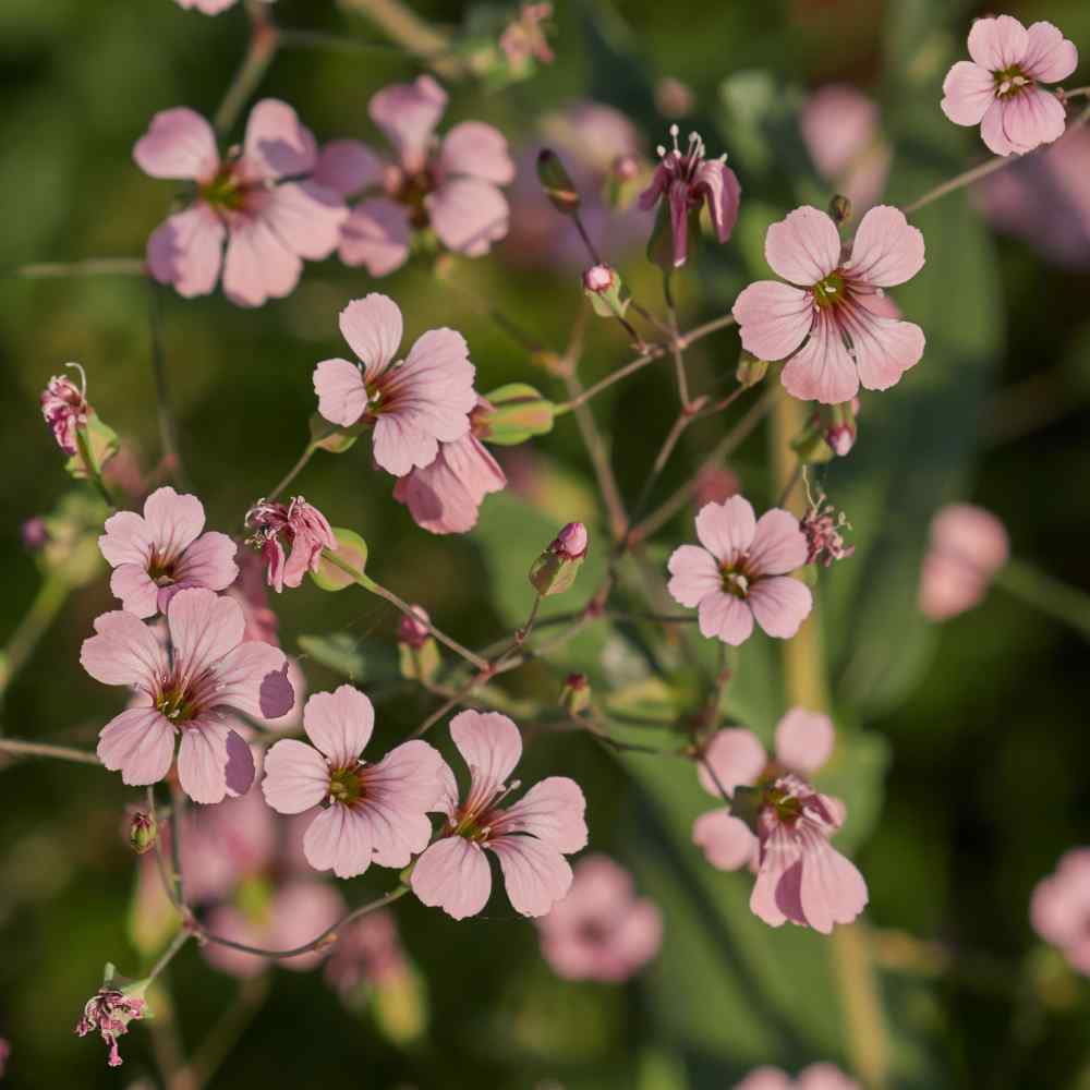 Saponaria Seed - Pink Soapwort Flower Seeds