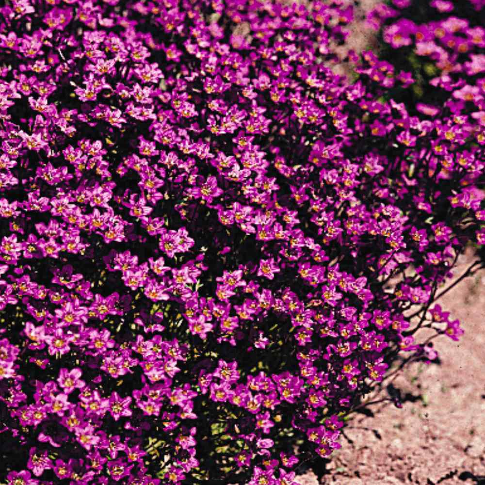 Saxifraga Seeds - Purple Robe Ground Cover Seeds