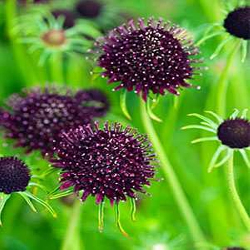 Scabiosa Purple Pincushion Drought Tolerant Garden Flower Plant Seed