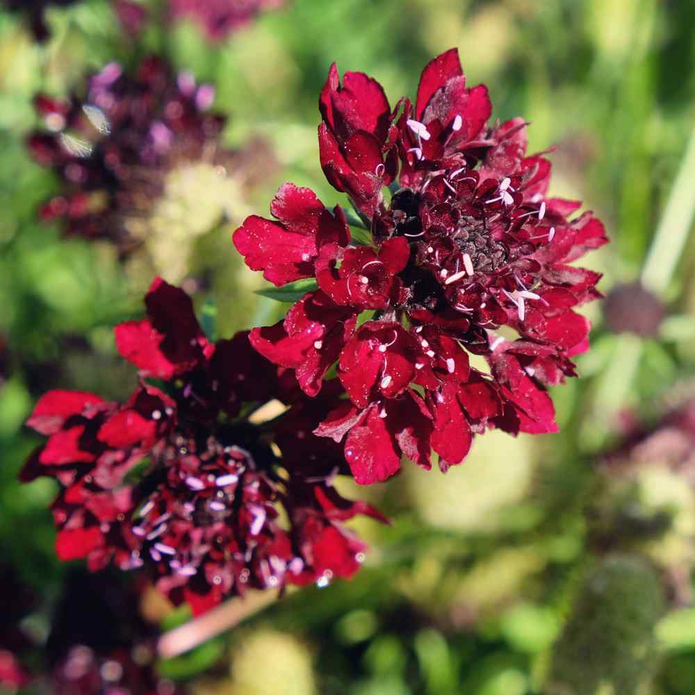 Scabiosa Seed - Red Pincushion Flower Seeds