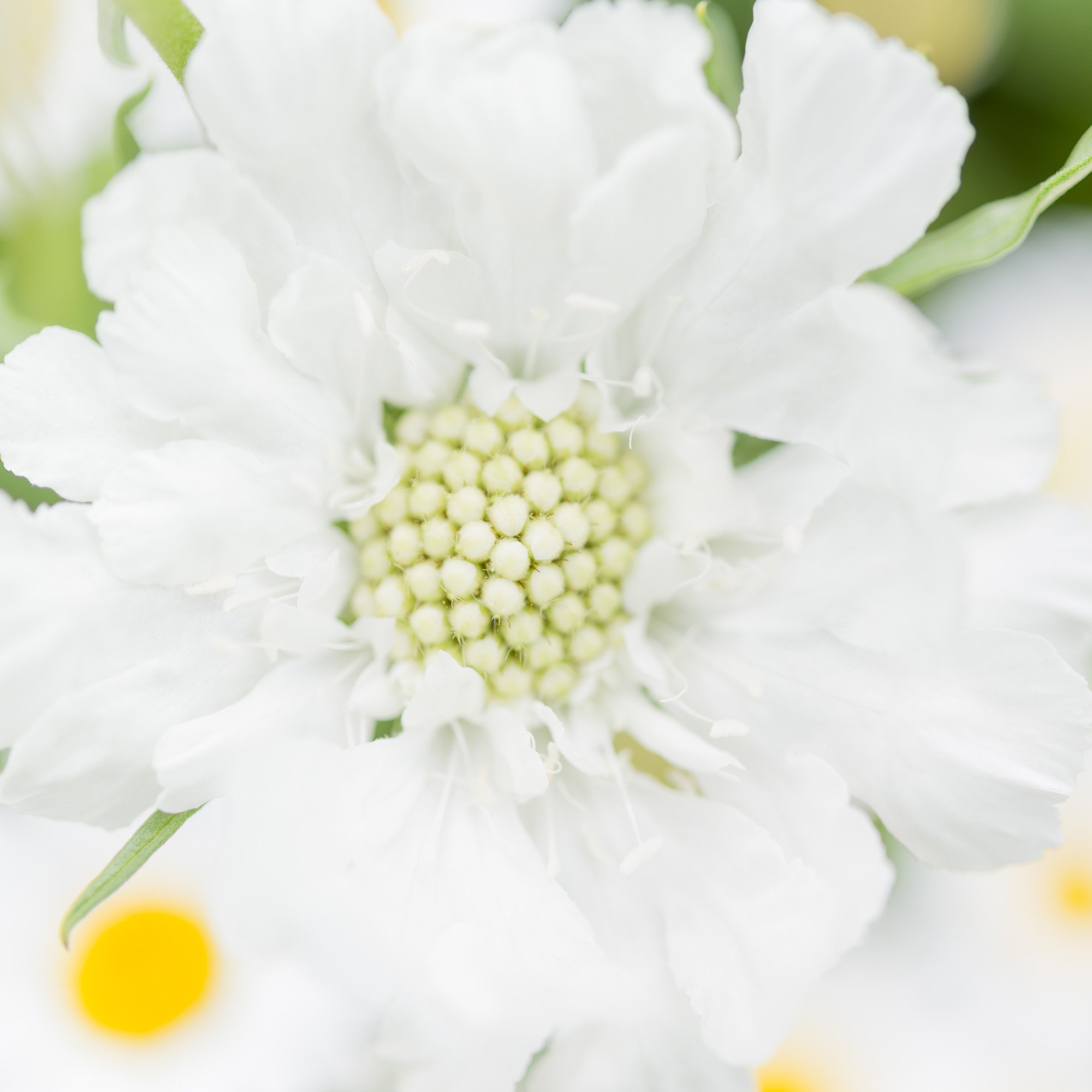 Scabiosa Seeds - White Pincushion Flower Seed