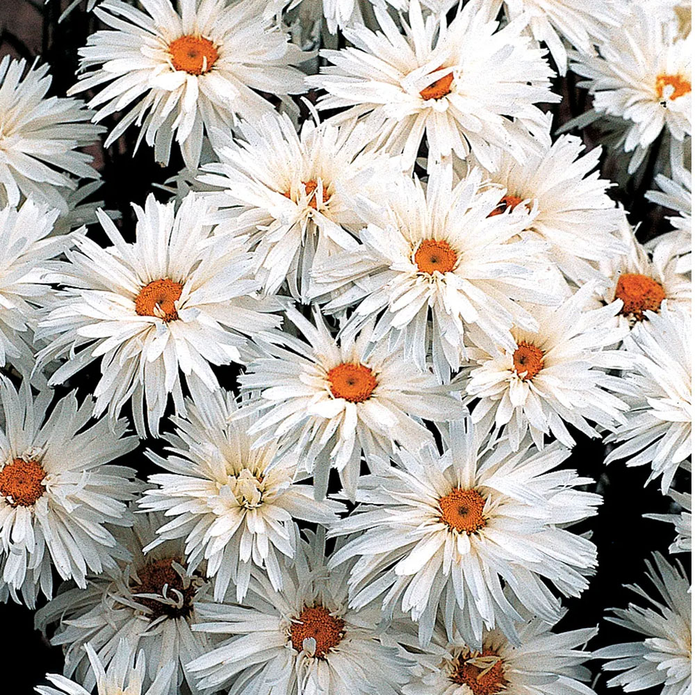 Chrysanthemum Leucanthemum Shasta Crazy Daisy Flower Seeds Chrysanthemum Leucanthemum Shasta Crazy Daisy Flower Seeds