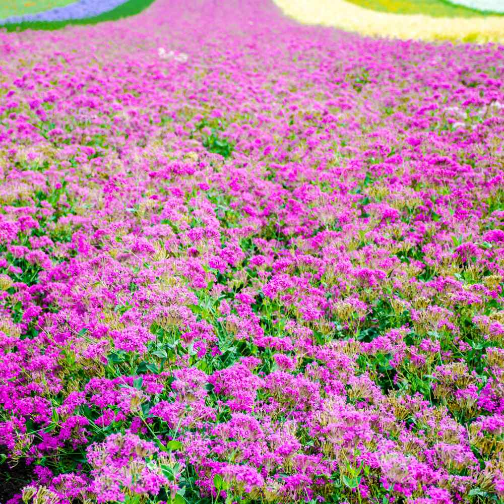 Silene Seeds - Silene Pendula Triumph Rose Flower Seed