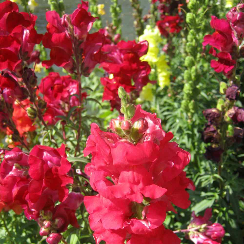 Snapdragon Seed - Ruby Red Snapdragon Flower Seeds