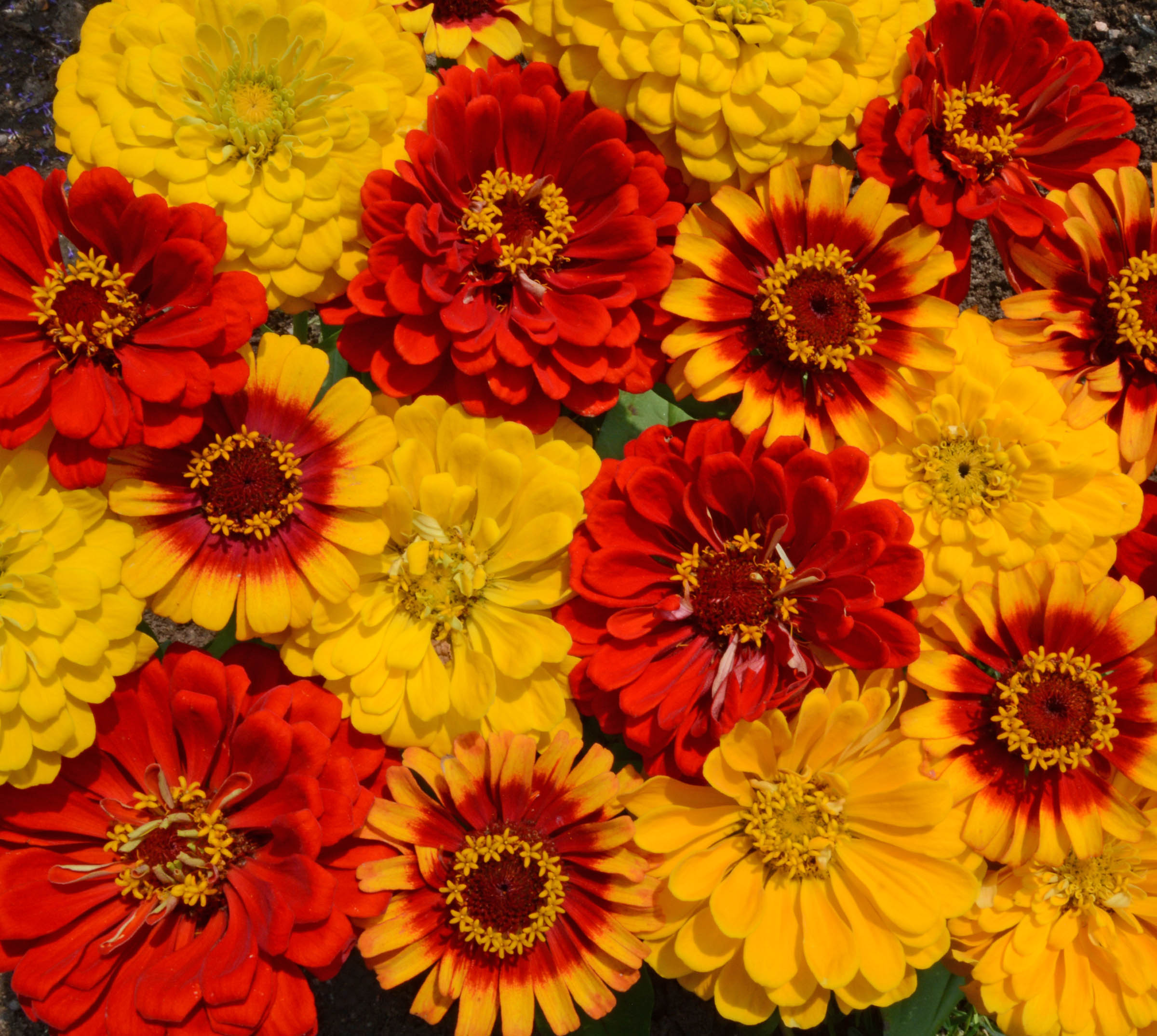 Yellow Flower Logo With Red Outline | Best Flower Site