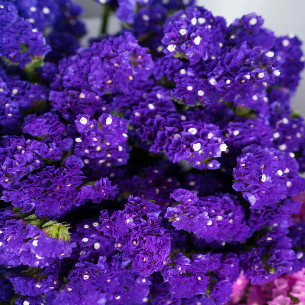 Statice Seed - Purple Limonium Flower Seeds Statice Seed - Purple Limonium Flower Seeds