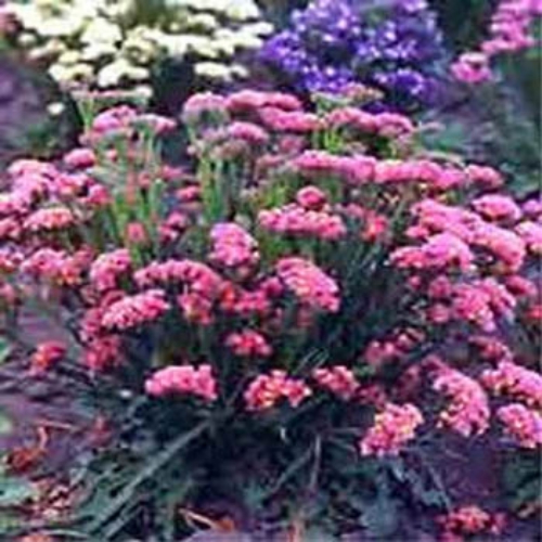 Statice Seed - Rose Limonium Statice Flower Seeds Statice Seed - Rose Limonium Statice Flower Seeds