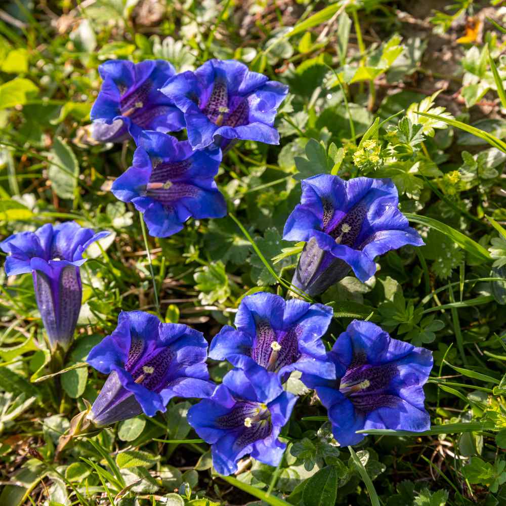 Gentian Seed Trumpet Gentian Herb Seeds Gentian Seed Trumpet Gentian Herb Seeds