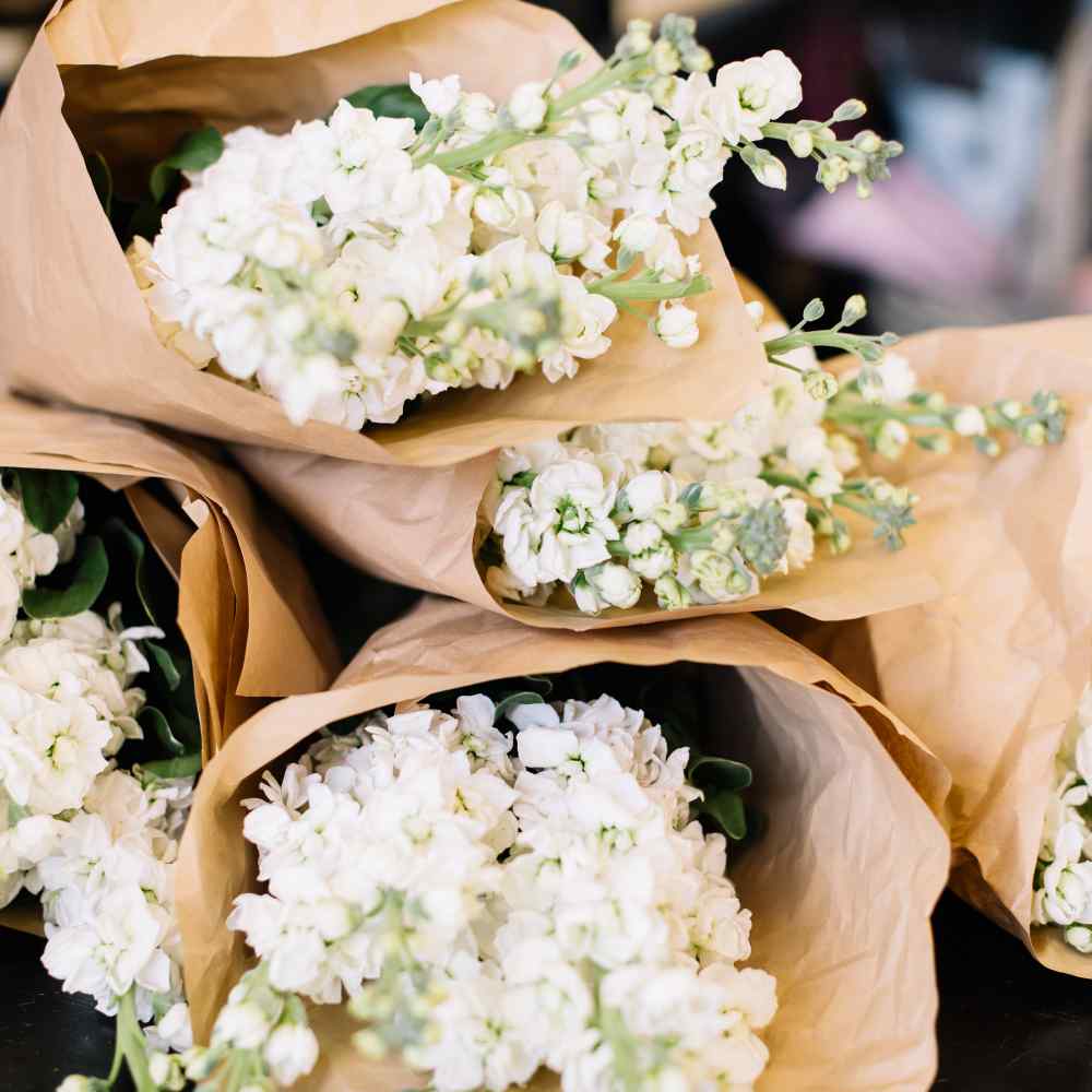 Stock Seeds - Matthiola Incana White Flower Seed