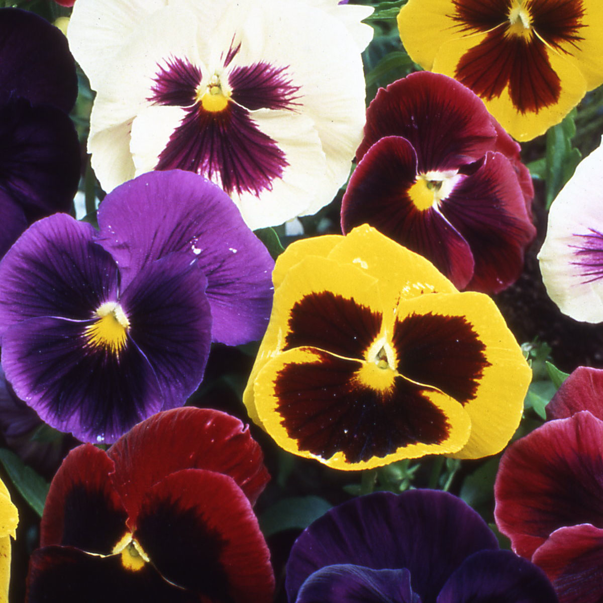 Pansy Viola Tricolor St. Ravel Flower Seed Plant Mix