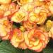 Annual Common Primrose Primlet Sunrise Mix Flower Seeds