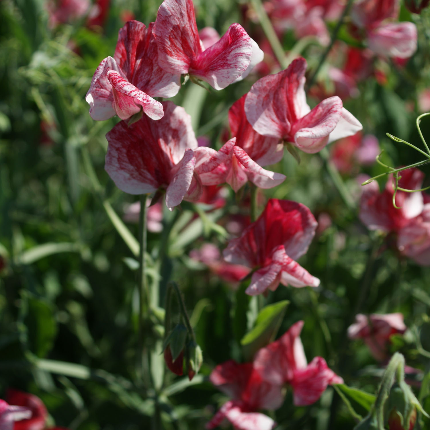 Old Spice Sweet Pea America Vining Flower Seeds