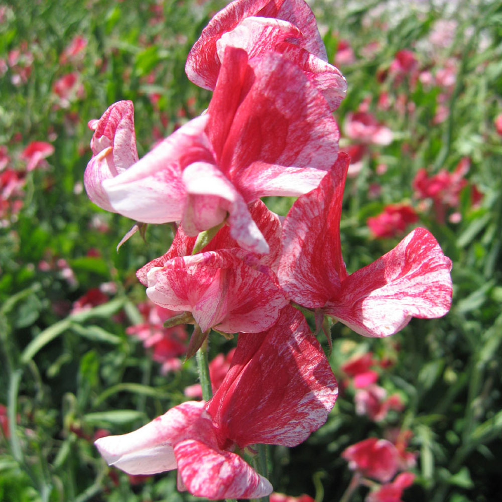 Old Spice Sweet Pea America Vining Flower Seeds