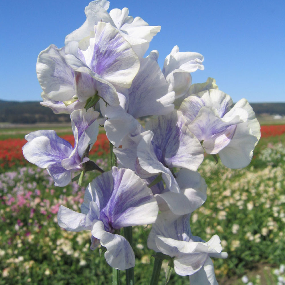 Vining Lathyrus Odoratus Bicolor Blue Ripple Sweet Peas Seeds
