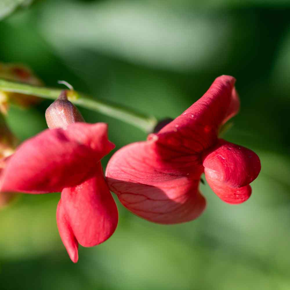 Sweet Peas Seed - Everlasting Sweet Pea Red Pearl Flower Seeds