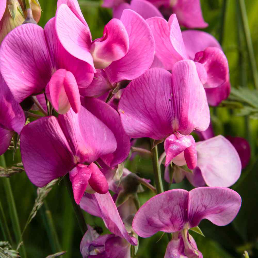 Sweet Peas Seeds - Lathyrus Royal Rose Flower Seed