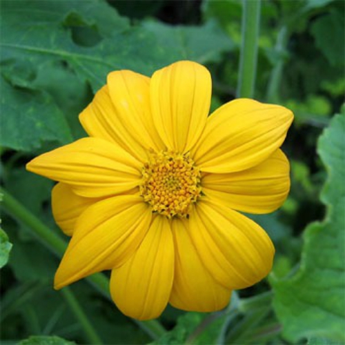 Mexican Sunflower Seeds - Tithonia Yellow Torch Flower Seed