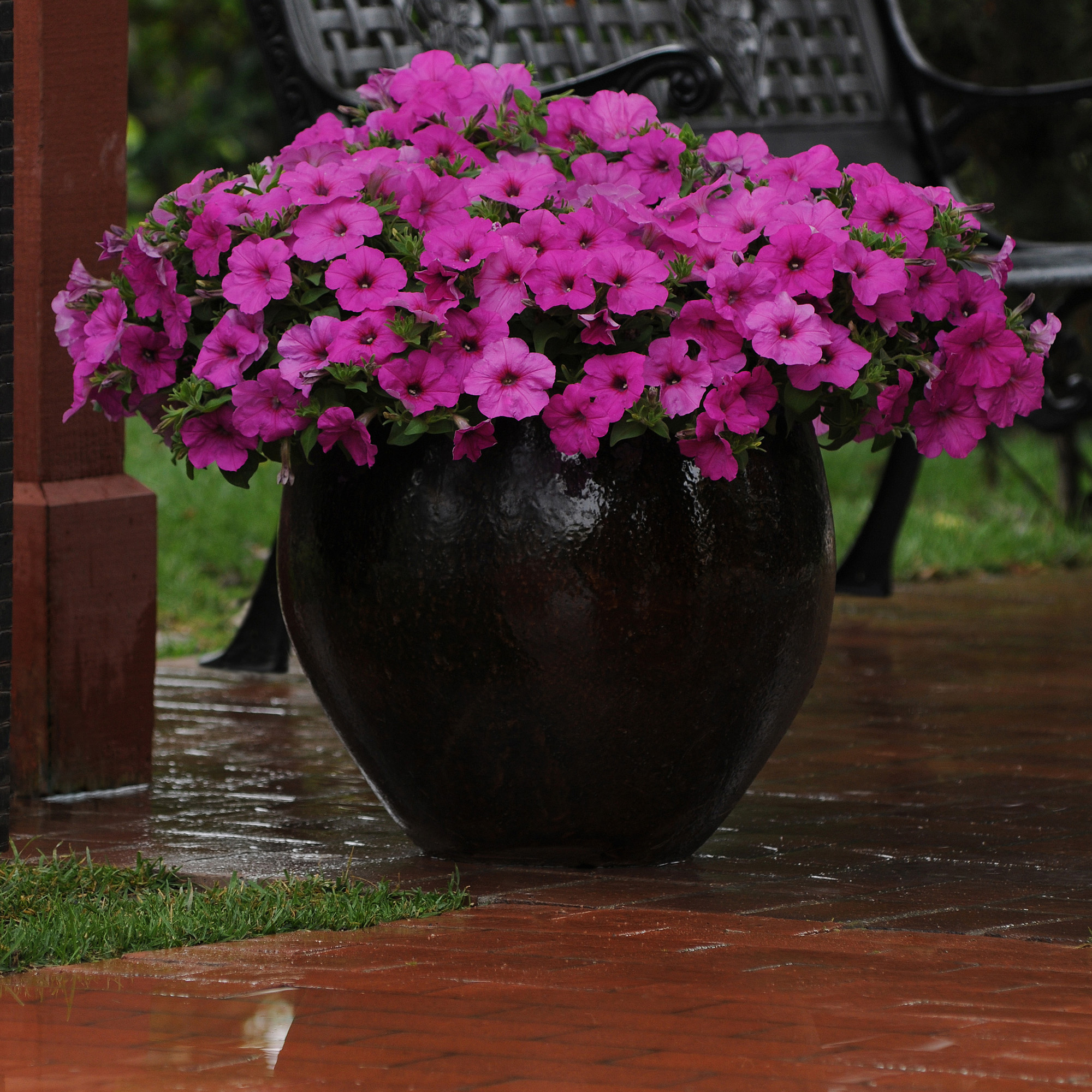 Easy Wave Spreading Petunia Neon Rose Flower Seeds