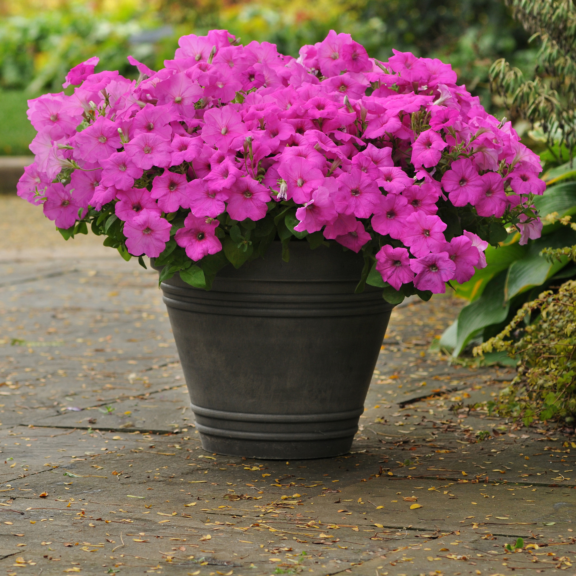 Easy Wave Spreading Petunia Neon Rose Flower Seeds