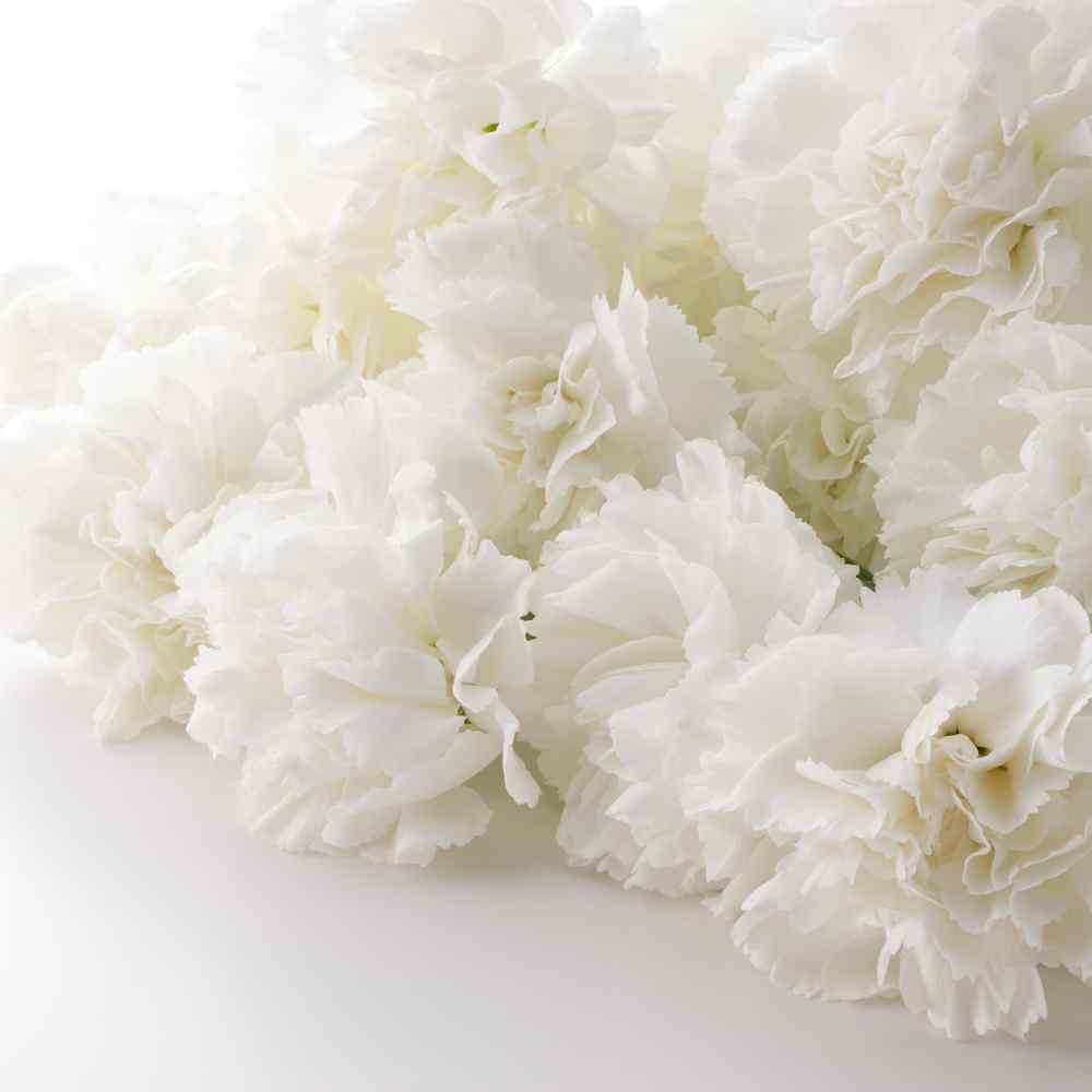 Carnation Seeds - Dianthus Caryophyllus Grenadin White Flower Seed