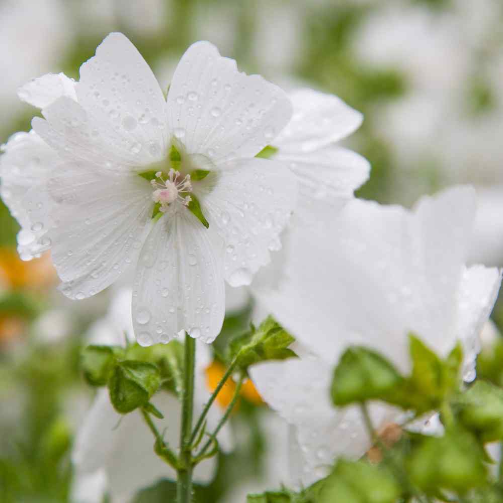 Hollyhock Malva Moschata White Musk Mallow Heat & Drought Tolerant ...
