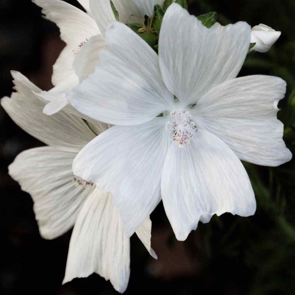 Hollyhock Malva Moschata White Musk Mallow Heat & Drought Tolerant ...