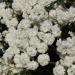 Yarrow Drought Tolerant Sneezewort Achillea Ptarmica Garden Flower Seed
