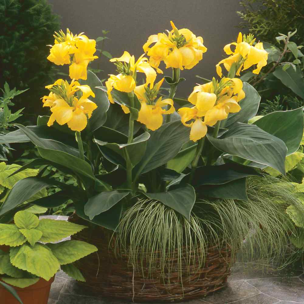 Canna Seeds - Yellow Flowering Canna Lily Flower Seeds