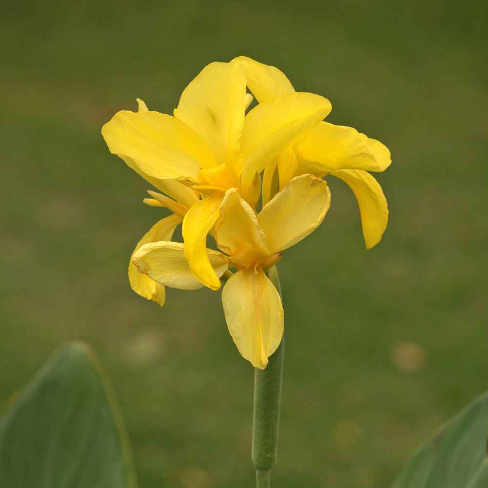 Canna Seeds - Yellow Flowering Canna Lily Flower Seeds