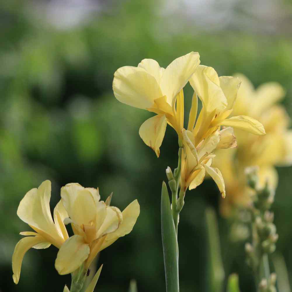 Canna Seeds - Yellow Flowering Canna Lily Flower Seeds