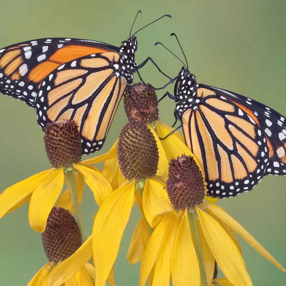 Echinacea Paradoxa Seeds - Yellow Coneflower Flower Seed