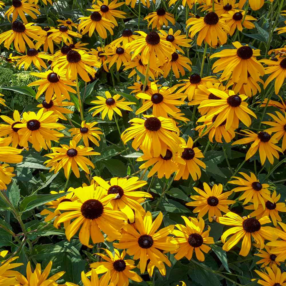 Echinacea Paradoxa Seeds - Yellow Coneflower Flower Seed